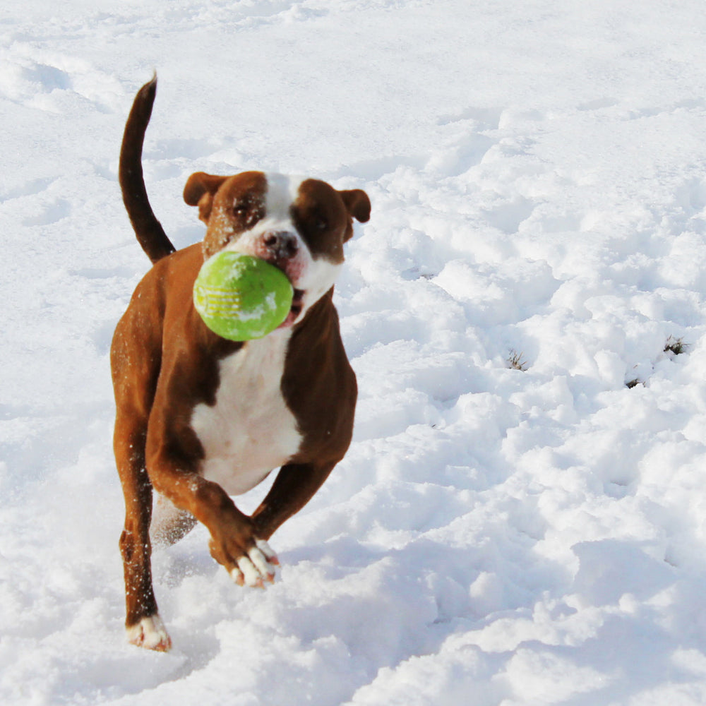 Testimonials | Primal Pet Foods