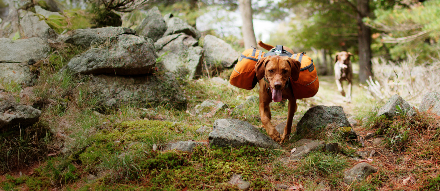 Meet the Primal Pet Foods Experts │ Primal Pet Foods